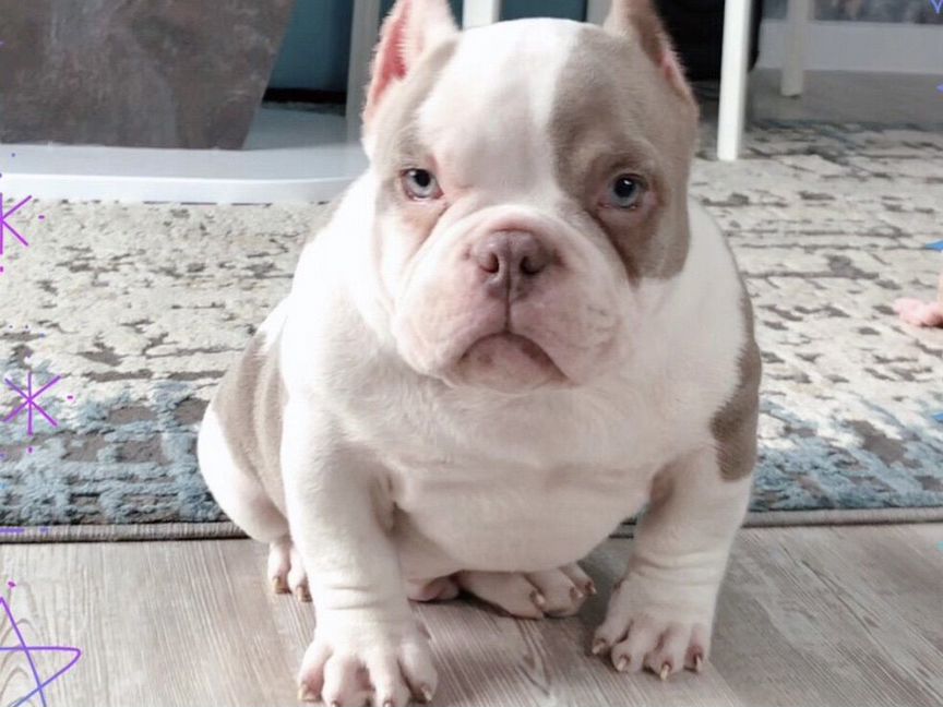 Американский Булли мальчик