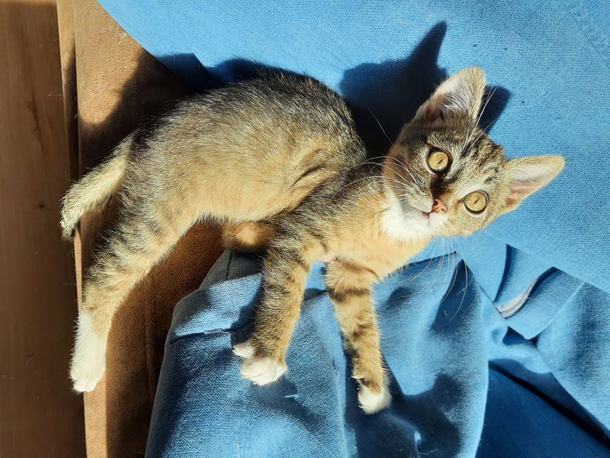 Котёнок ищет дом