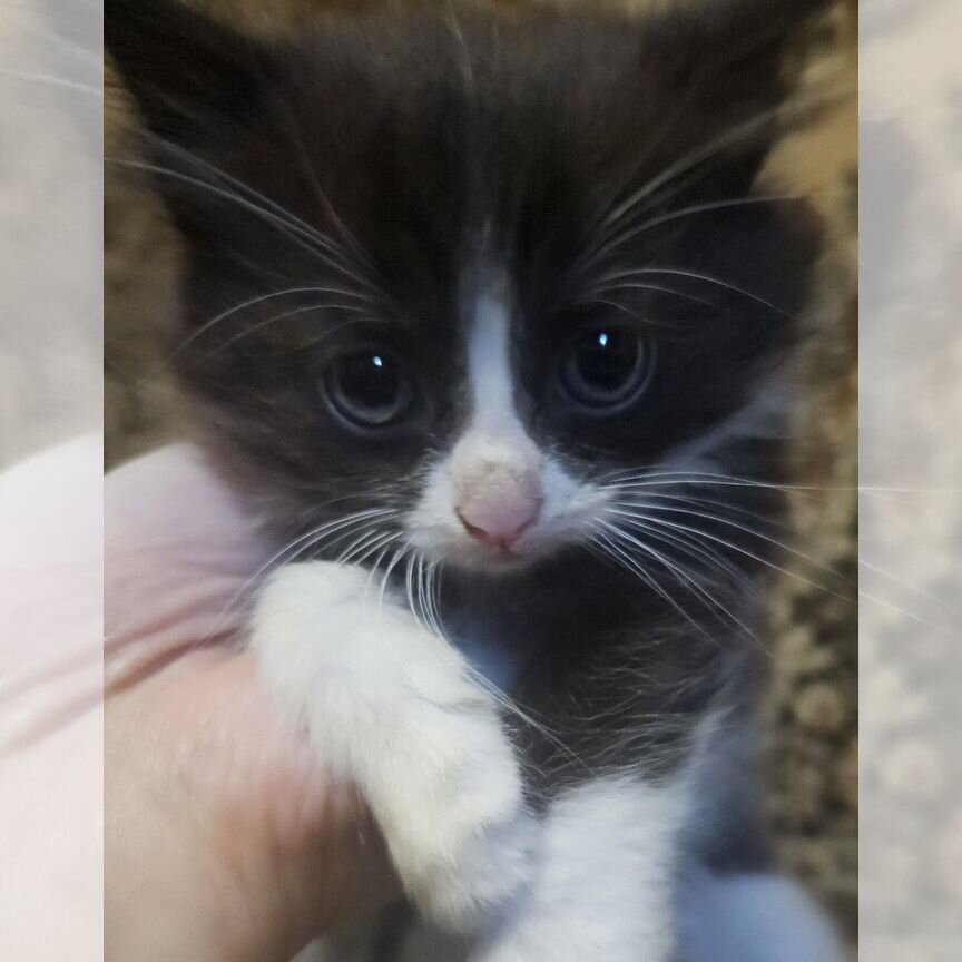 Котёнок в добрые руки
