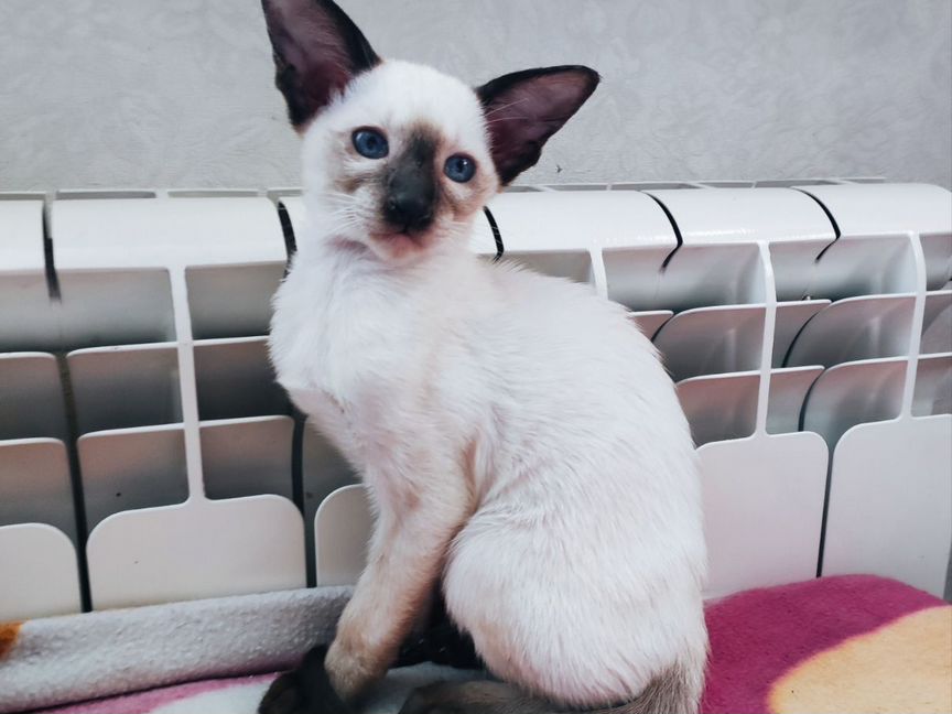 Ориентальные котята