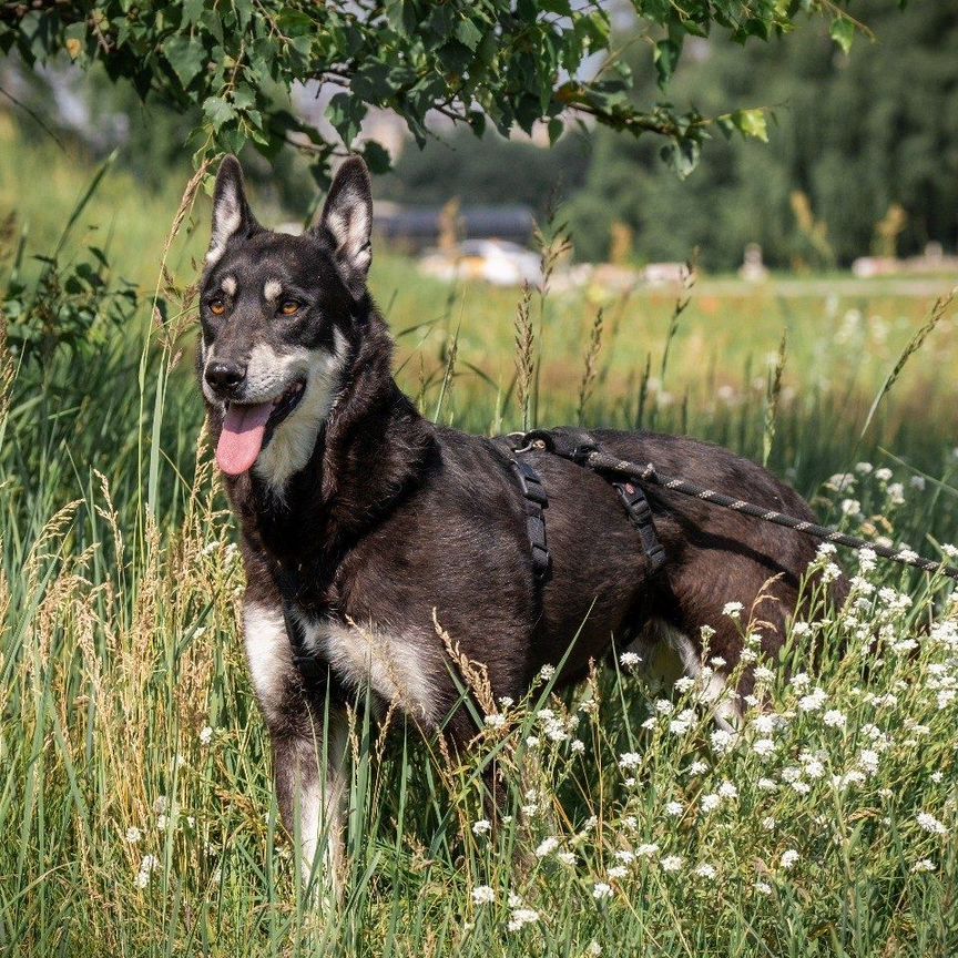 Шикарный друг хочет быть вашим