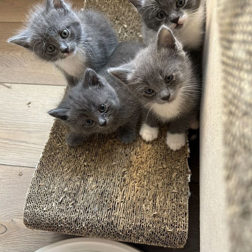 Котята 1 месяц