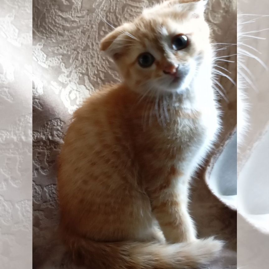 Шотландский вислоухий короткошёрстный котёнок