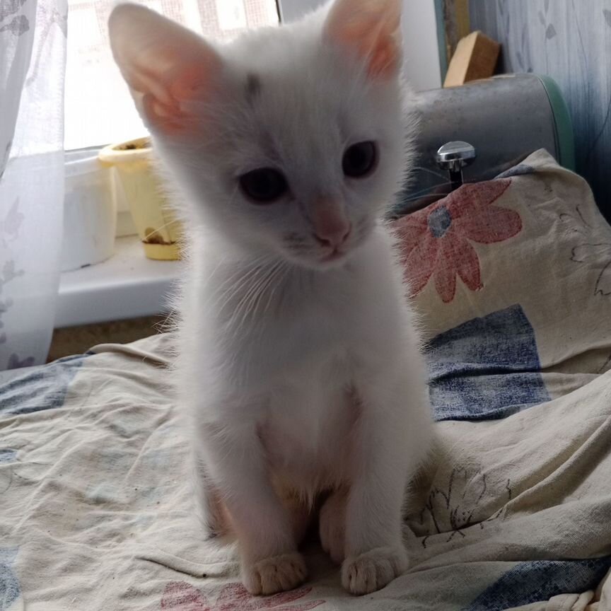 Отдам в хорошие руки котенка