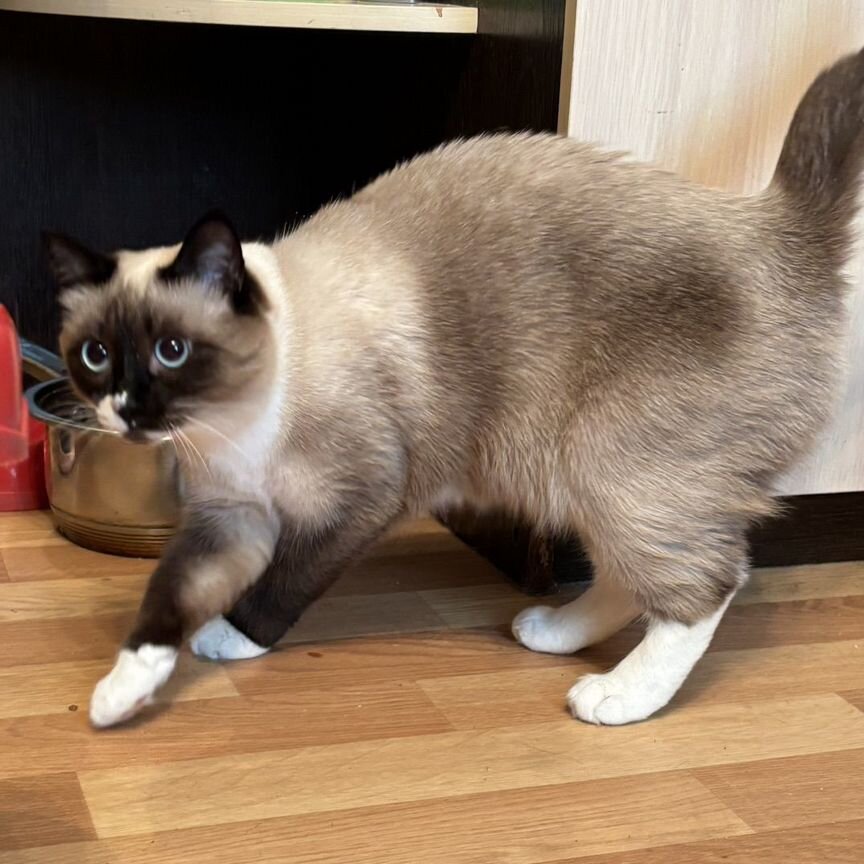 Сноу-Шу котёнок