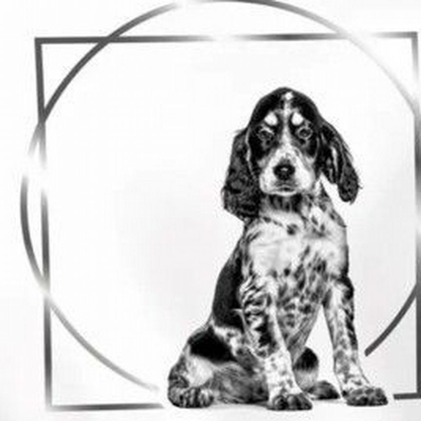 Корм для собак royal canin puppy