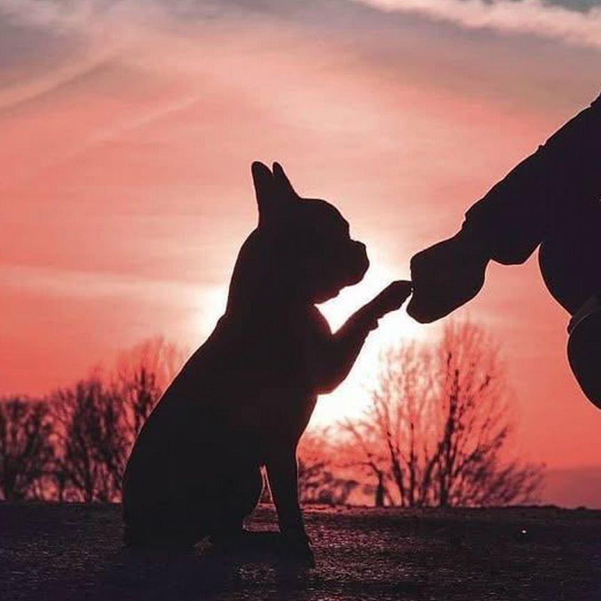 Французский бульдог, взрослая собака