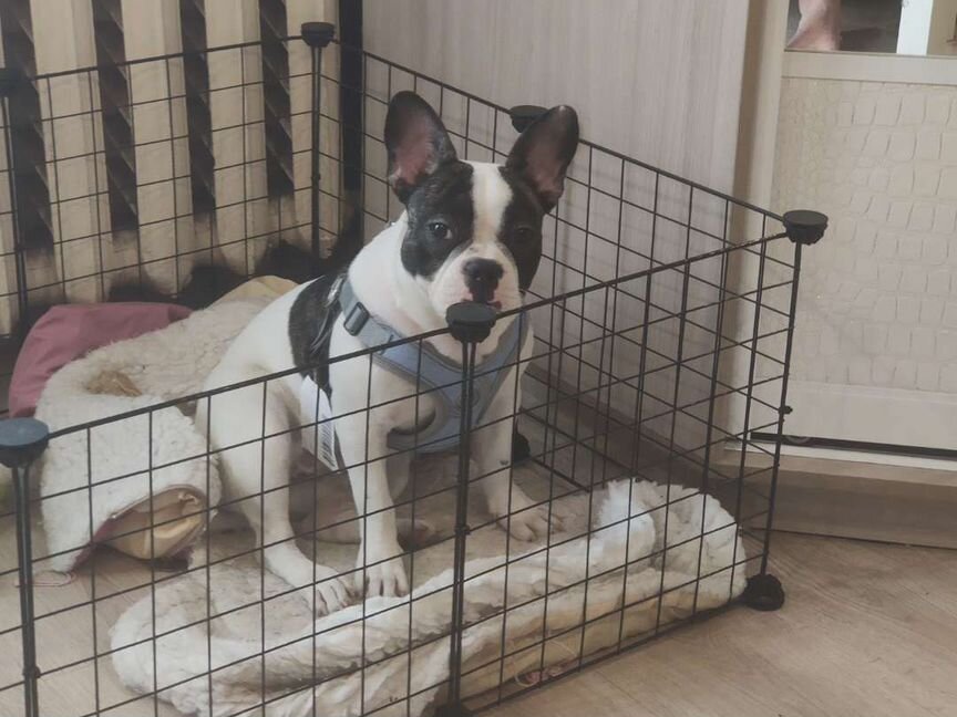 Ищем жениха