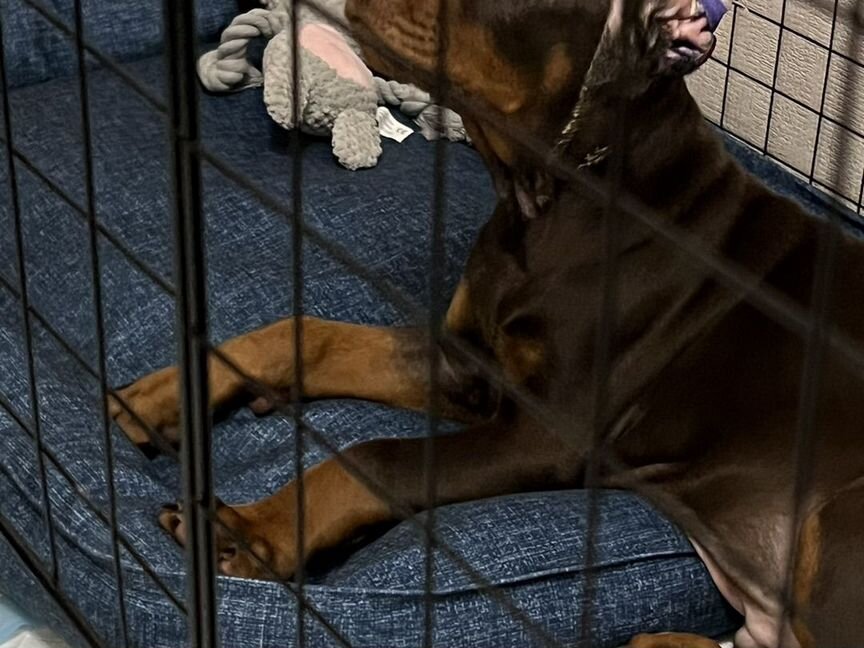 Вольер для собак в квартиру