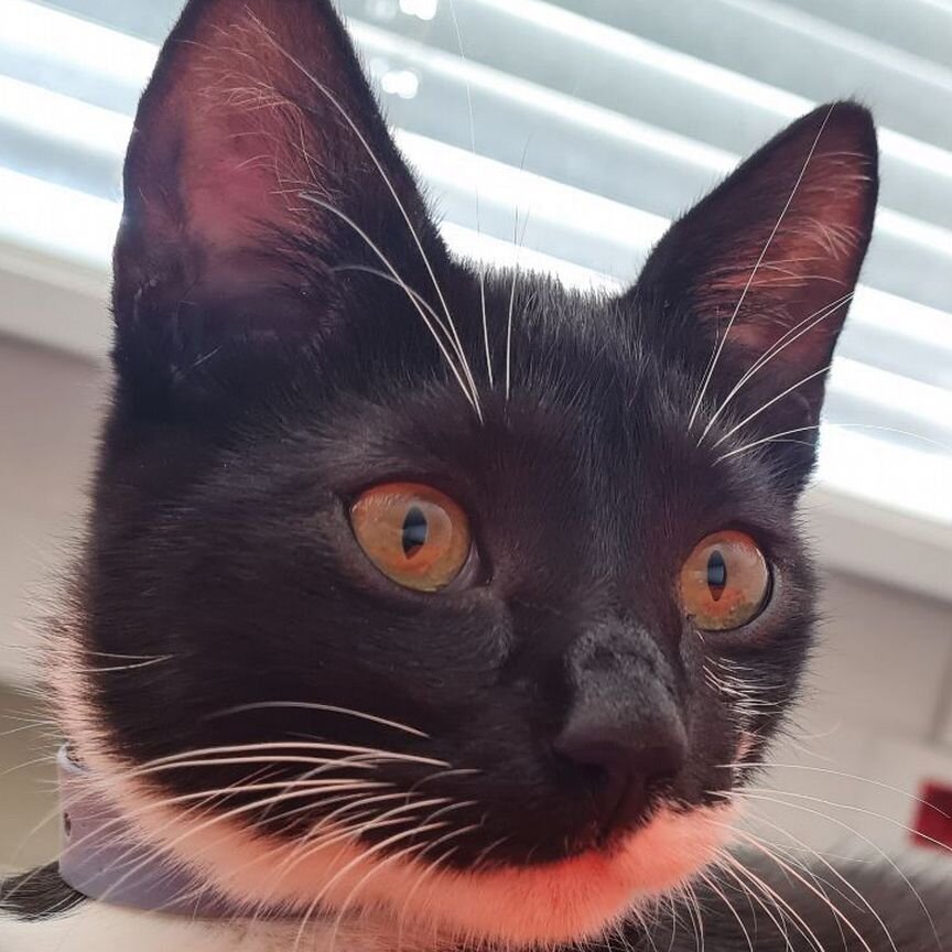 Котенок