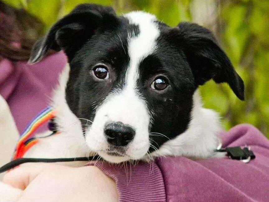 Вольт ищет дом