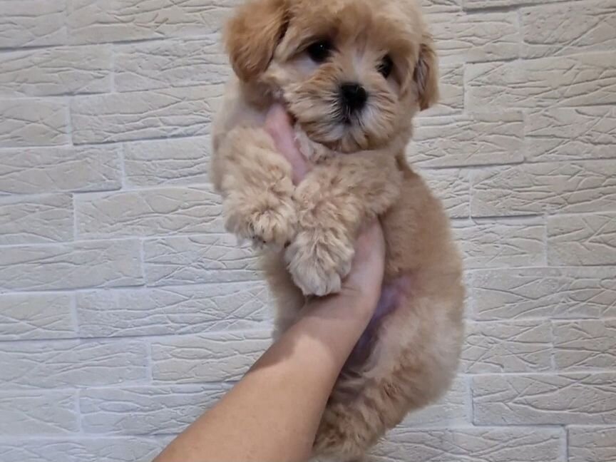 Мальтипу f1 мальчики и девочки