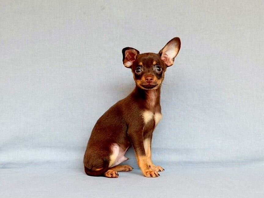 Той мальчик шоколад