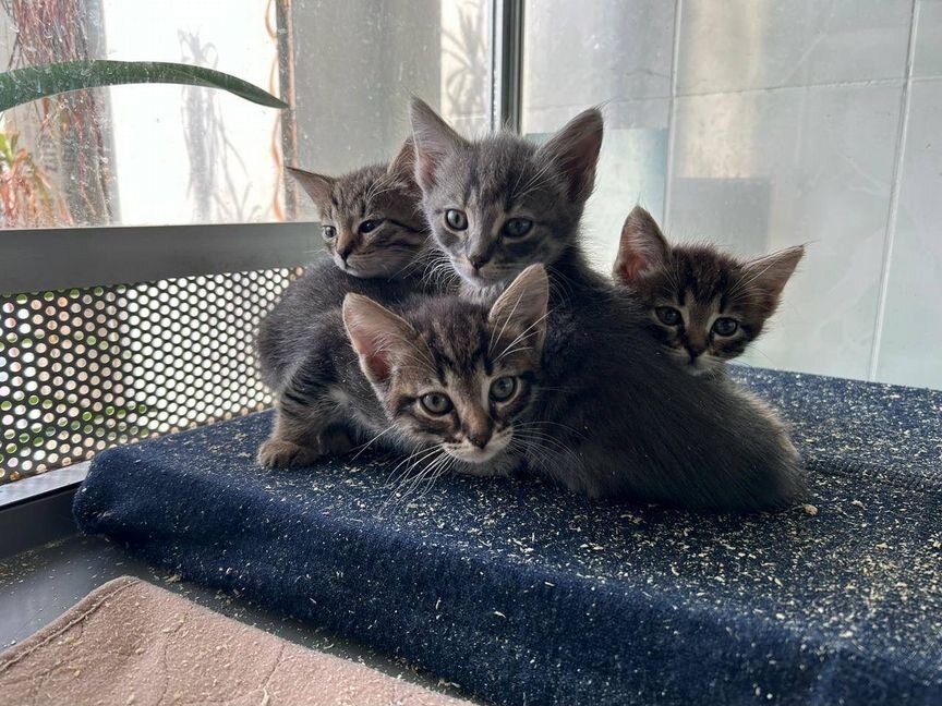 Котята ищут дом
