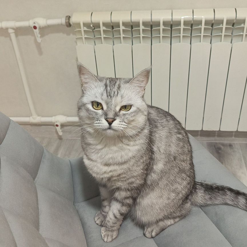 Кошка