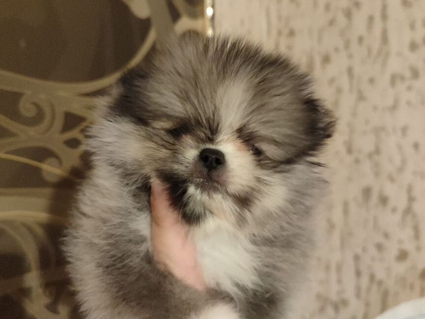 Шпиц micro мальчик