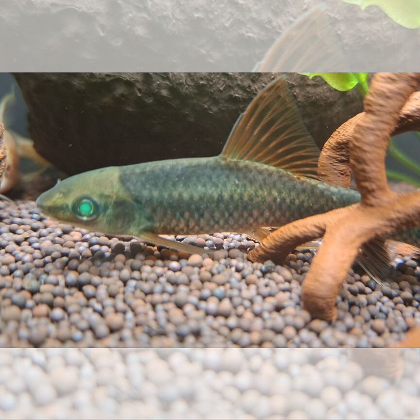 Водорослеед мятного цвета