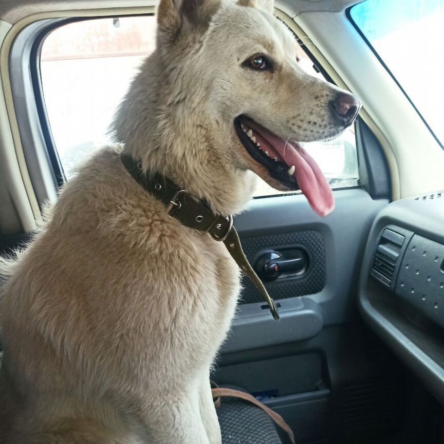 Найдена собака