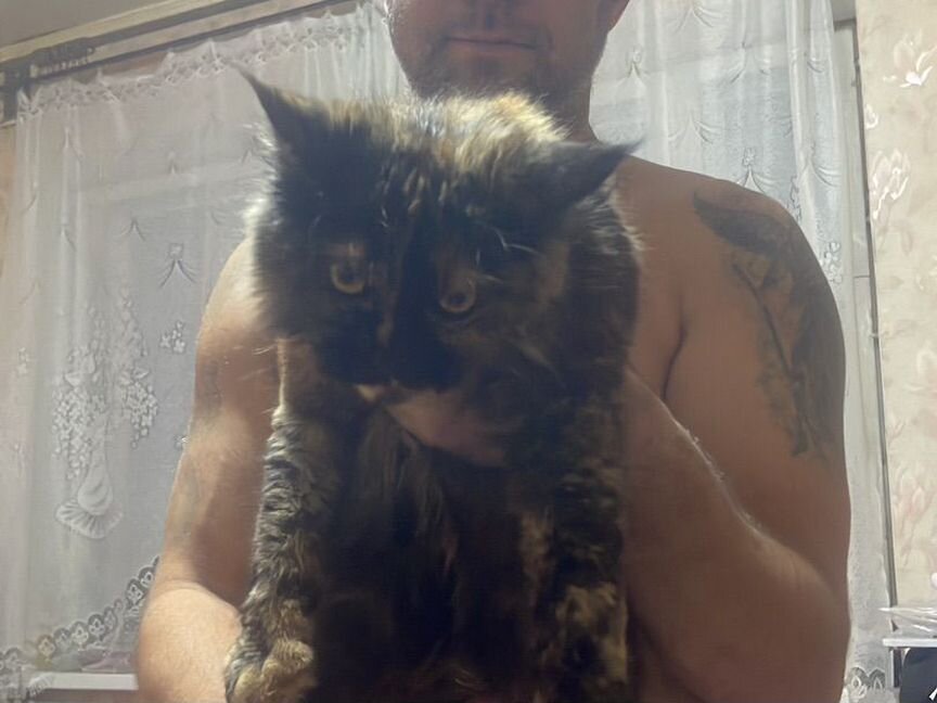 Кошка ищет мужа на час, мейкун