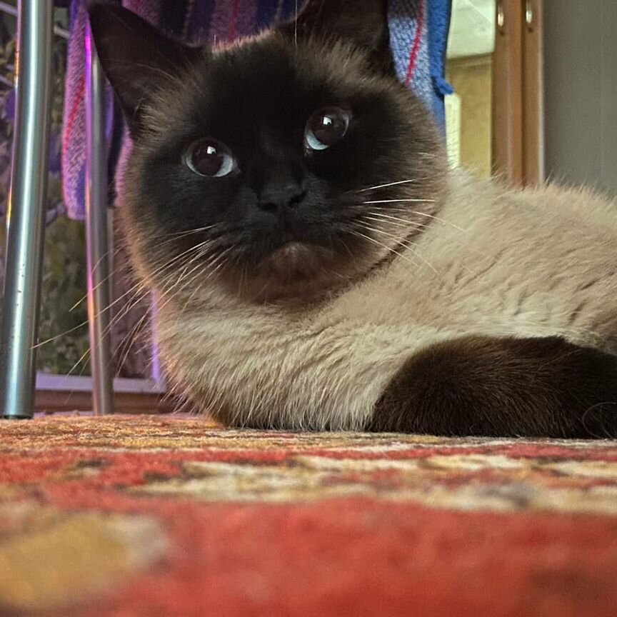 Нужен тайский кот для вязки