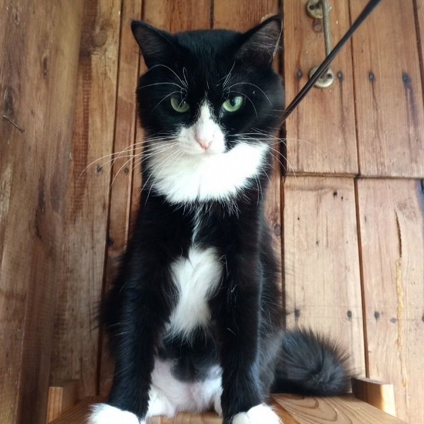 Кошка