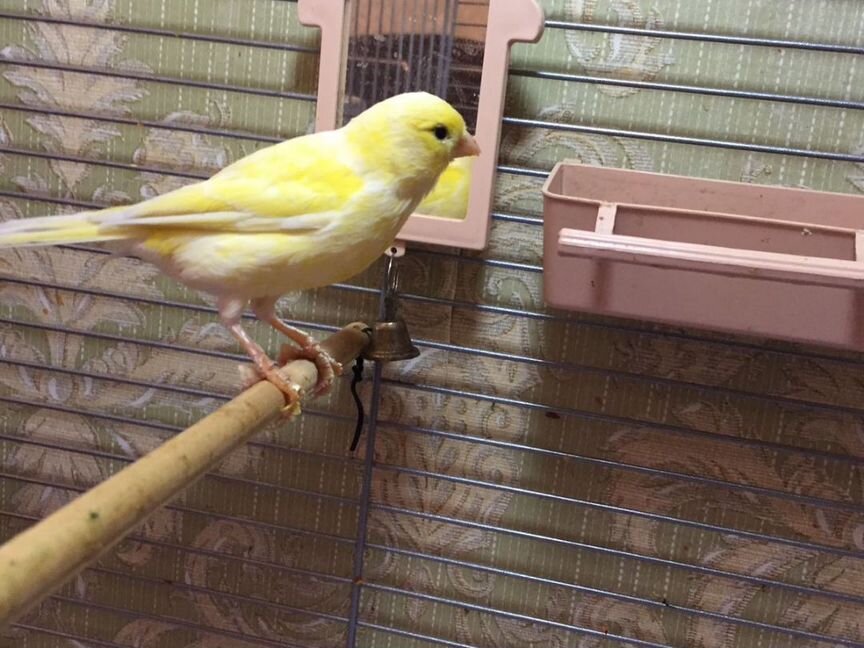 Канарейка отдам