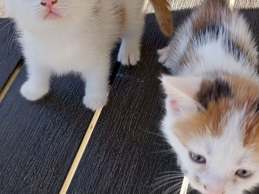 Отдам котат в добрые руки