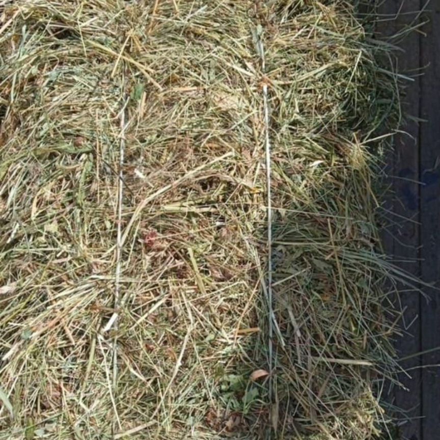 Сено небольших в брикетах