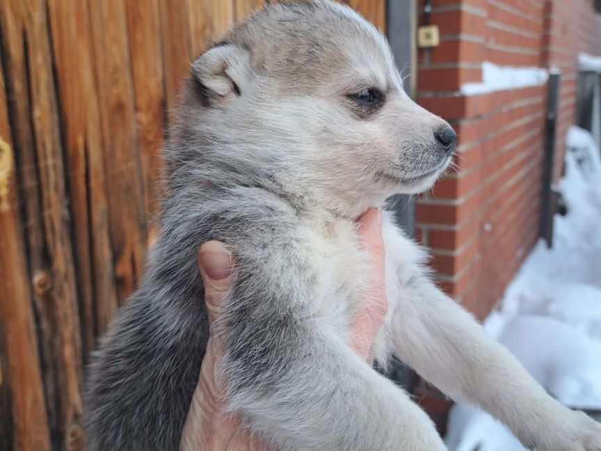 Щенки, 2 месяца
