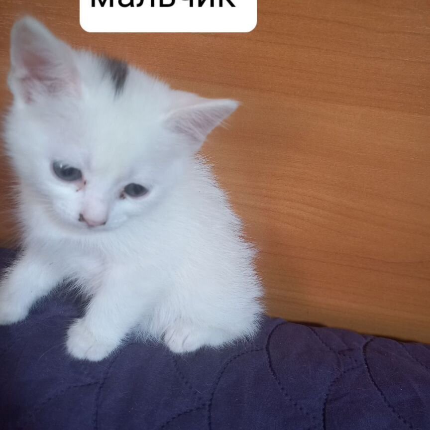 Ангорские котята