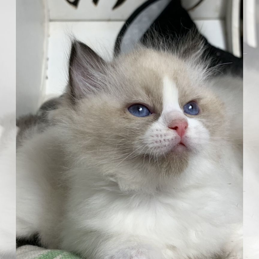Рэгдолл котёнок