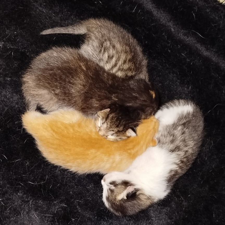 Котята отдам бесплатно