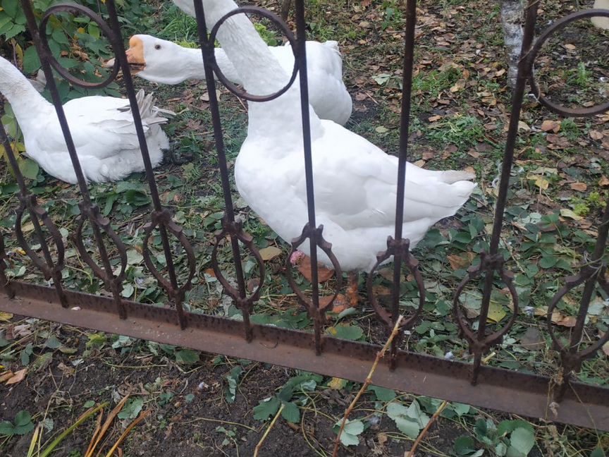 Гусак холмогор на племя