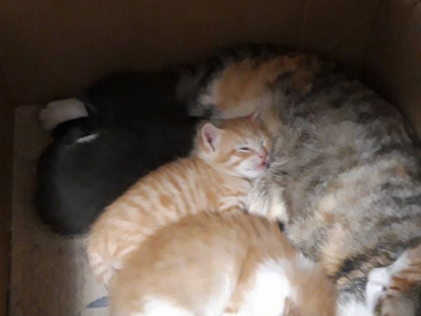 Маленькие котики ищут хозяев