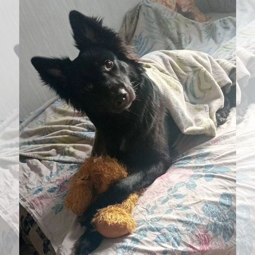 Взрослый пёс в добрые руки