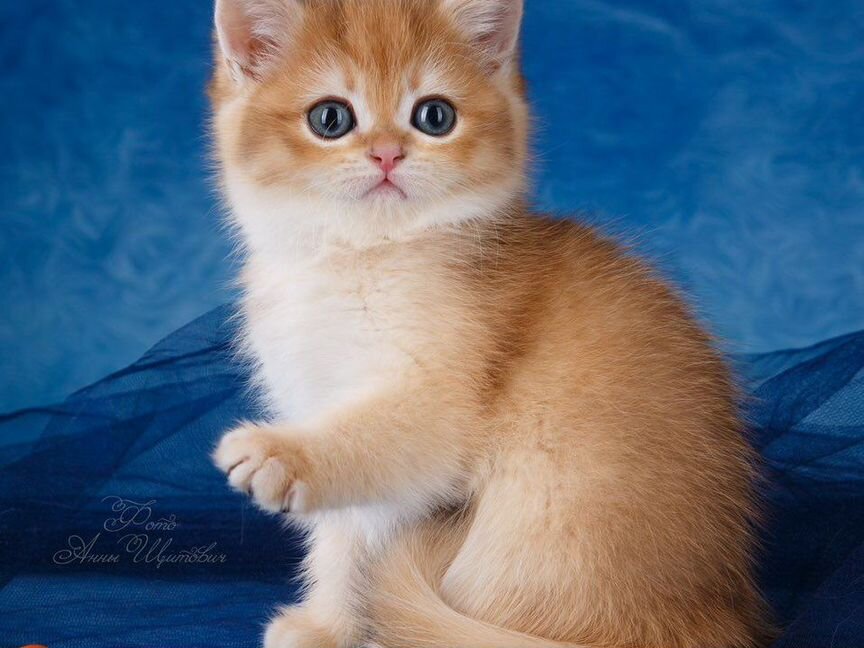 Британская золотая шиншилла