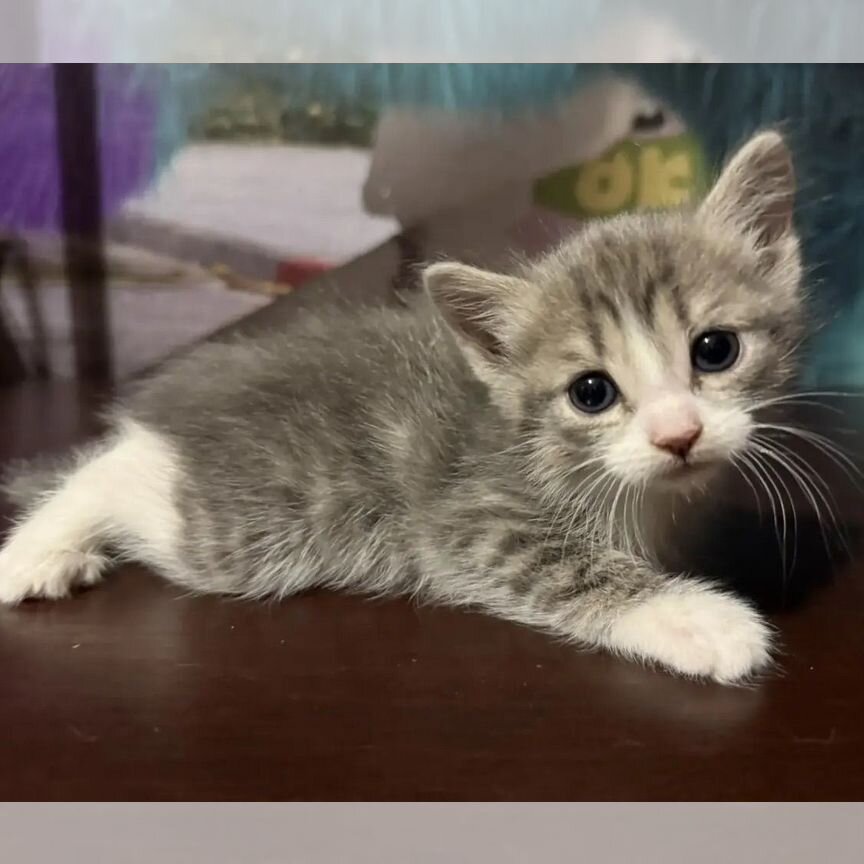 Котёнок в добрые руки