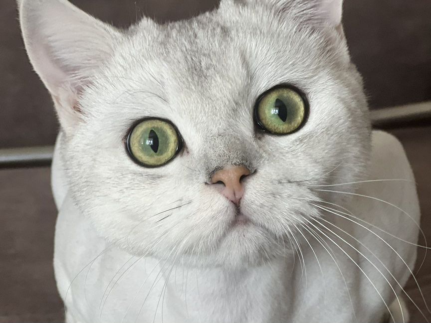 Кот в частный дом, в добрые руки