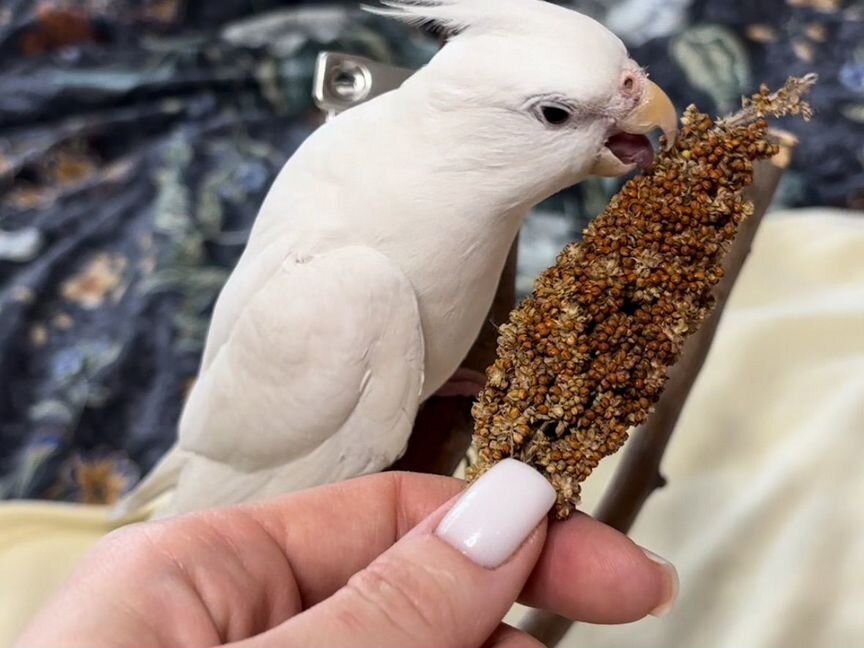 Чумиза в колосках