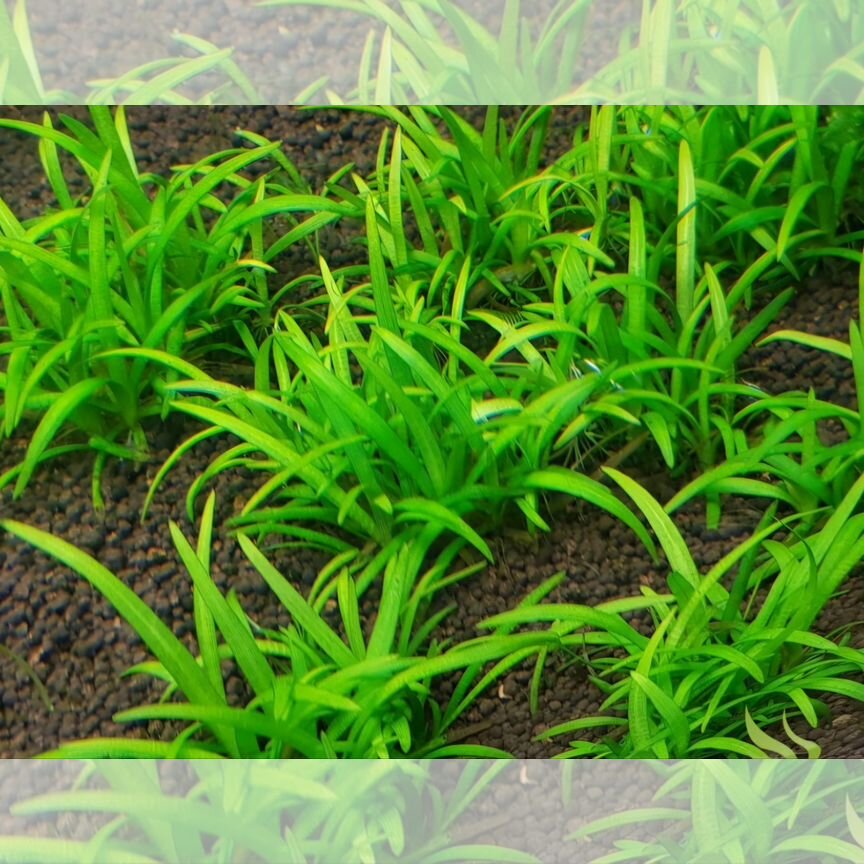 Аквариумные растения