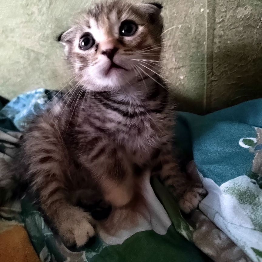 Вислоухая кошечка ищет дом