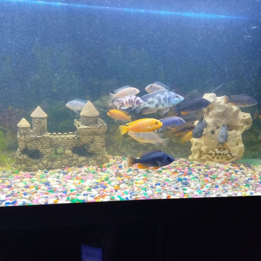 Аквариумные рыбки