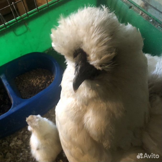 Кура-наседка с цыплятами