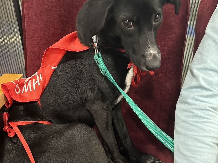 Собаки бесплатно