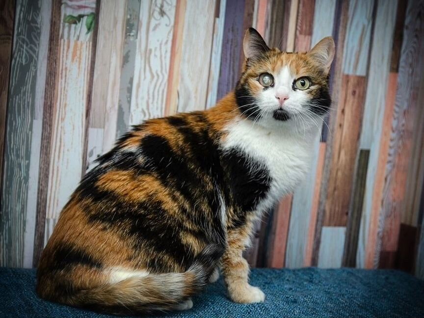 Осиротевшая кошечка Моня