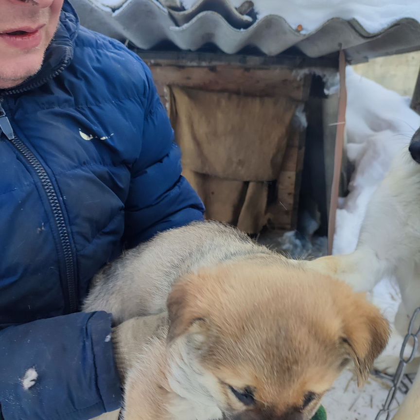 Щенок