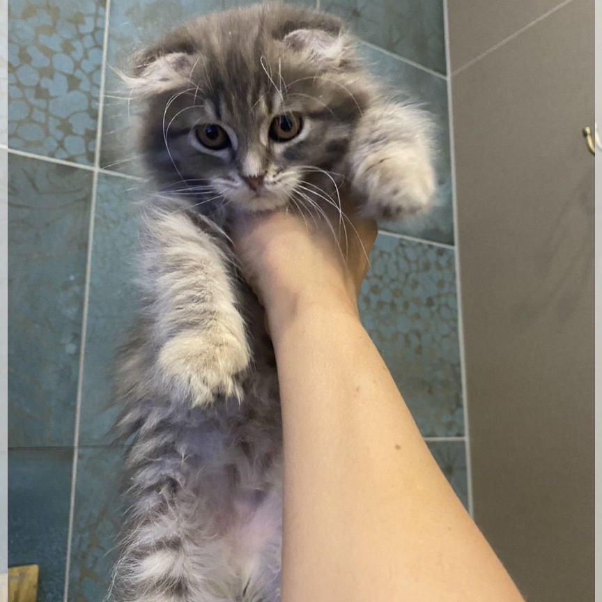 Вислоухая кошечка и котята ищут маму и папу