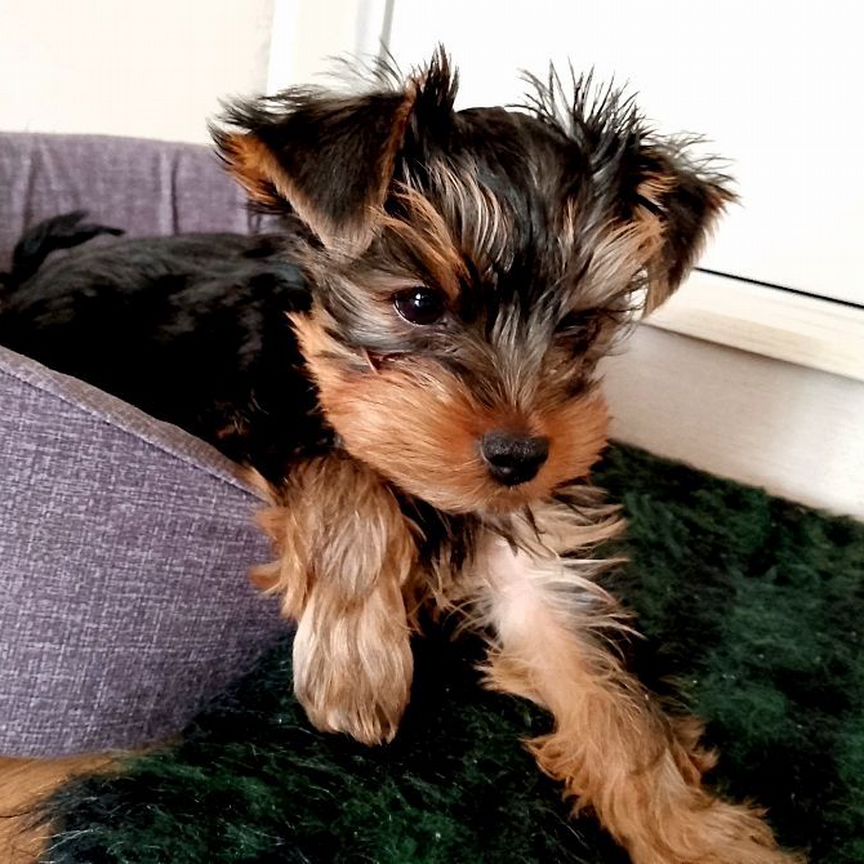 Йоркширский терьер мальчик стандарт