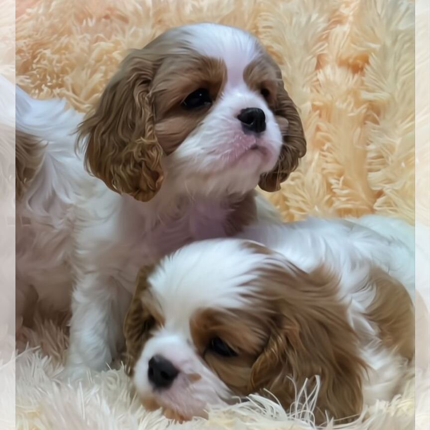 Кавалер кинг-чарльз-спаниель, щенок