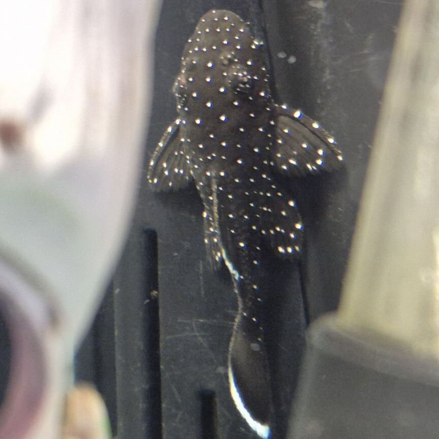 Анциструс звездочный L181